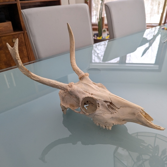 Accents | Deer Skull Buck Antler Skeleton Taxidermy Oddity Curiosities ...